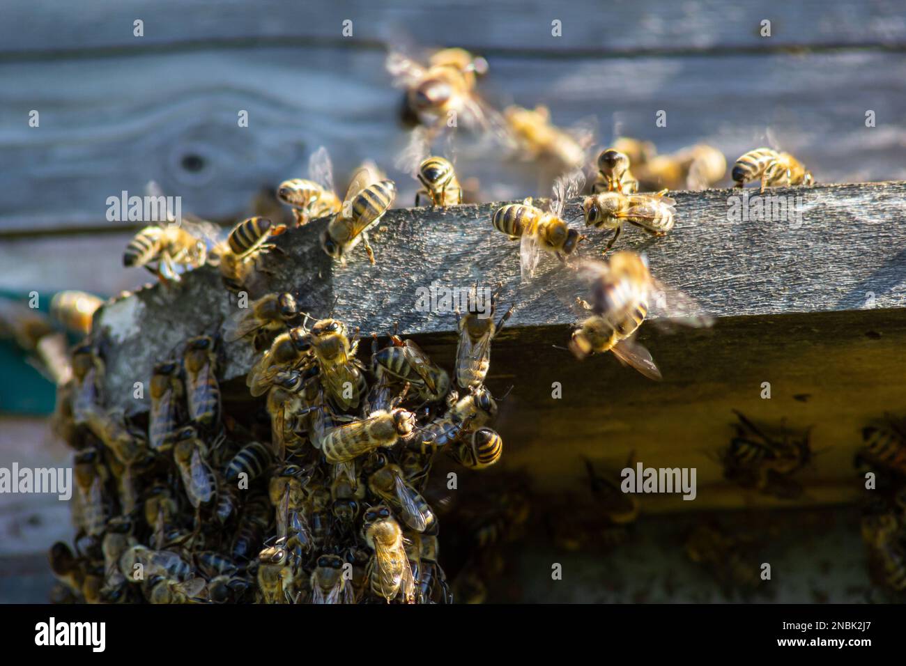 swarm of honey bees flying around beehive. Bees returning from ...