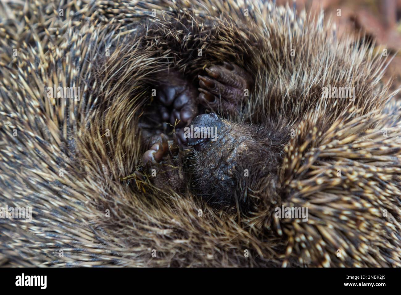 A native, wild European hedgehog curled up in an autumn leaf. Up close ...