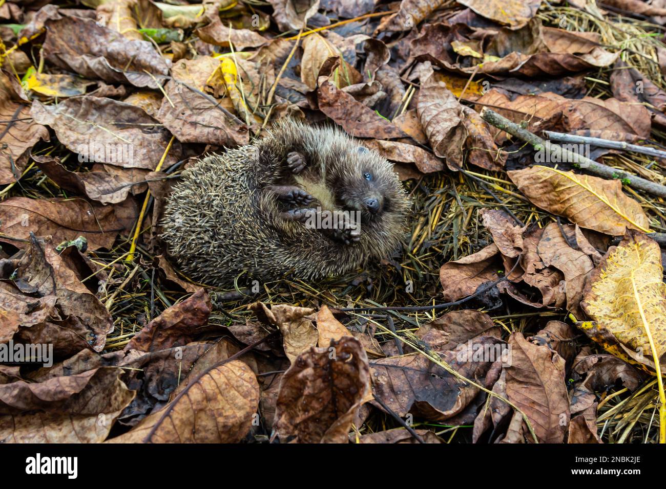 A native, wild European hedgehog curled up in an autumn leaf. Up close ...