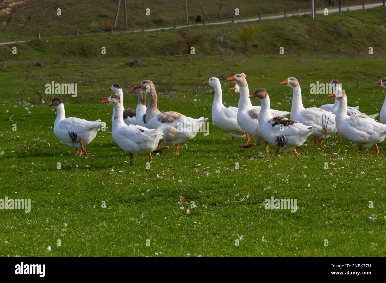 Gray beautiful geese in a pasture in the countryside walk on the green ...