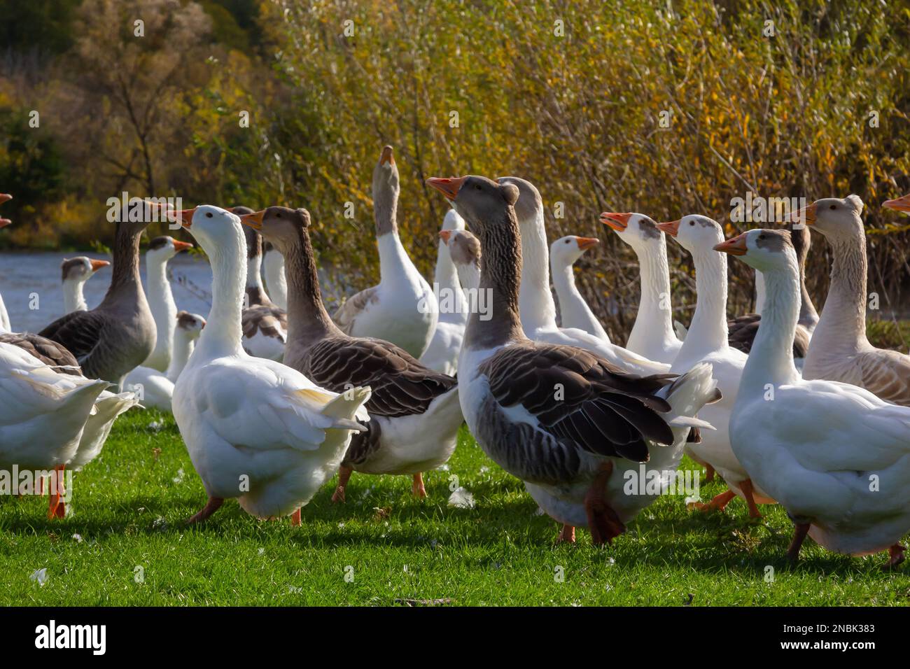 Gray beautiful geese in a pasture in the countryside walk on the green ...