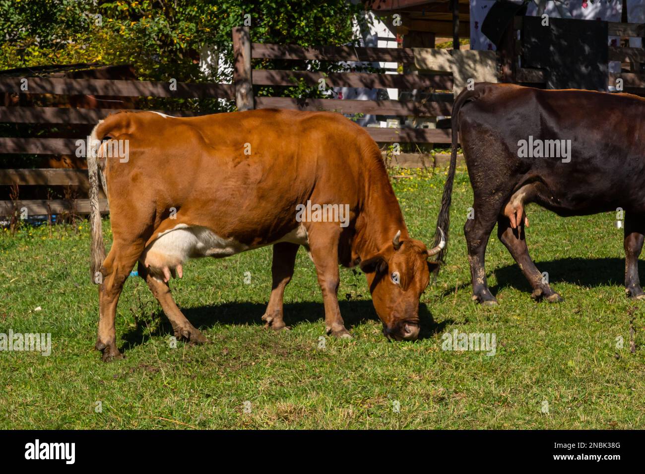 Brown dairy cow grazing on a pasture. More cows in the background ...