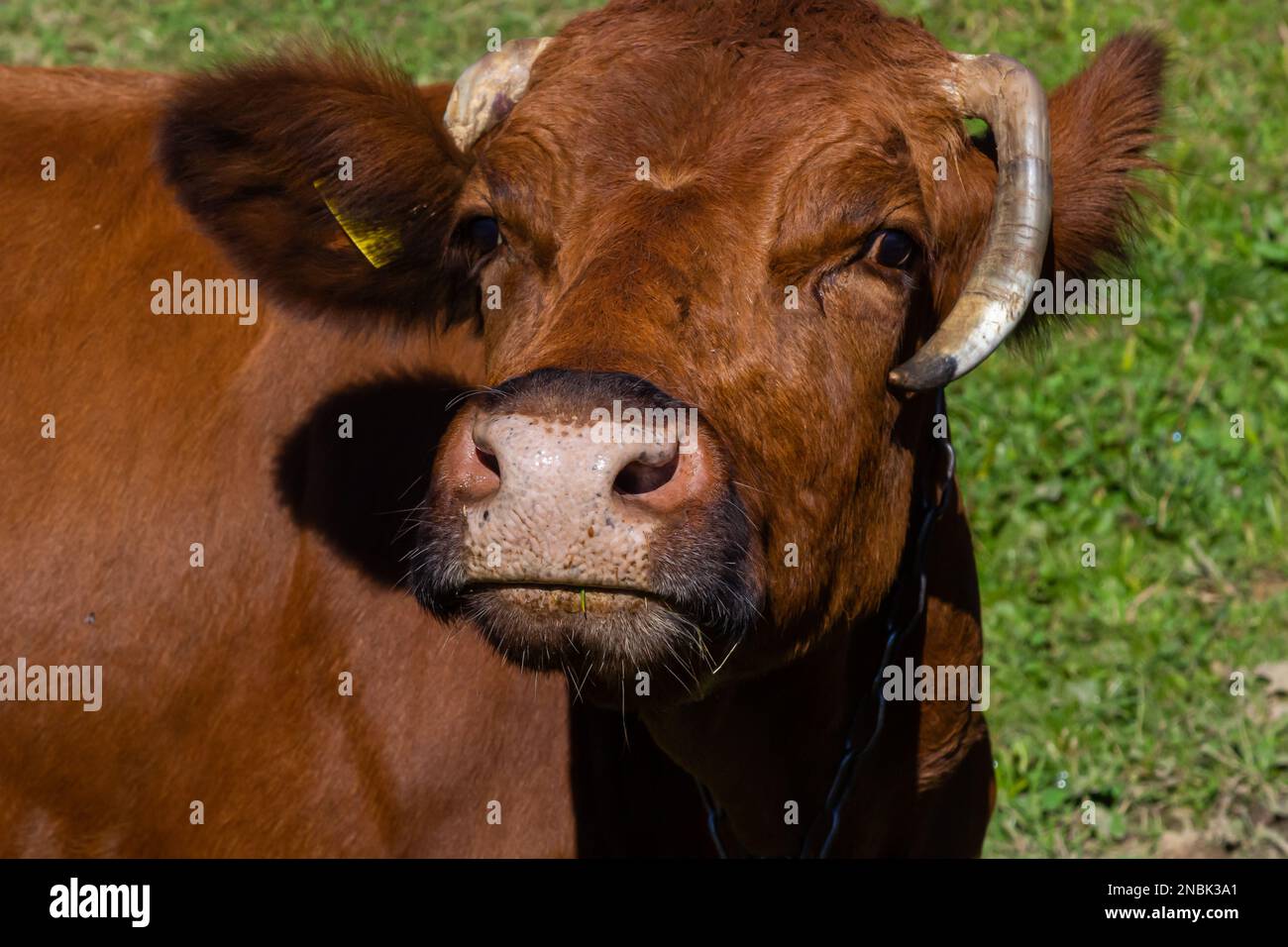Brown dairy cow grazing on a pasture. More cows in the background ...