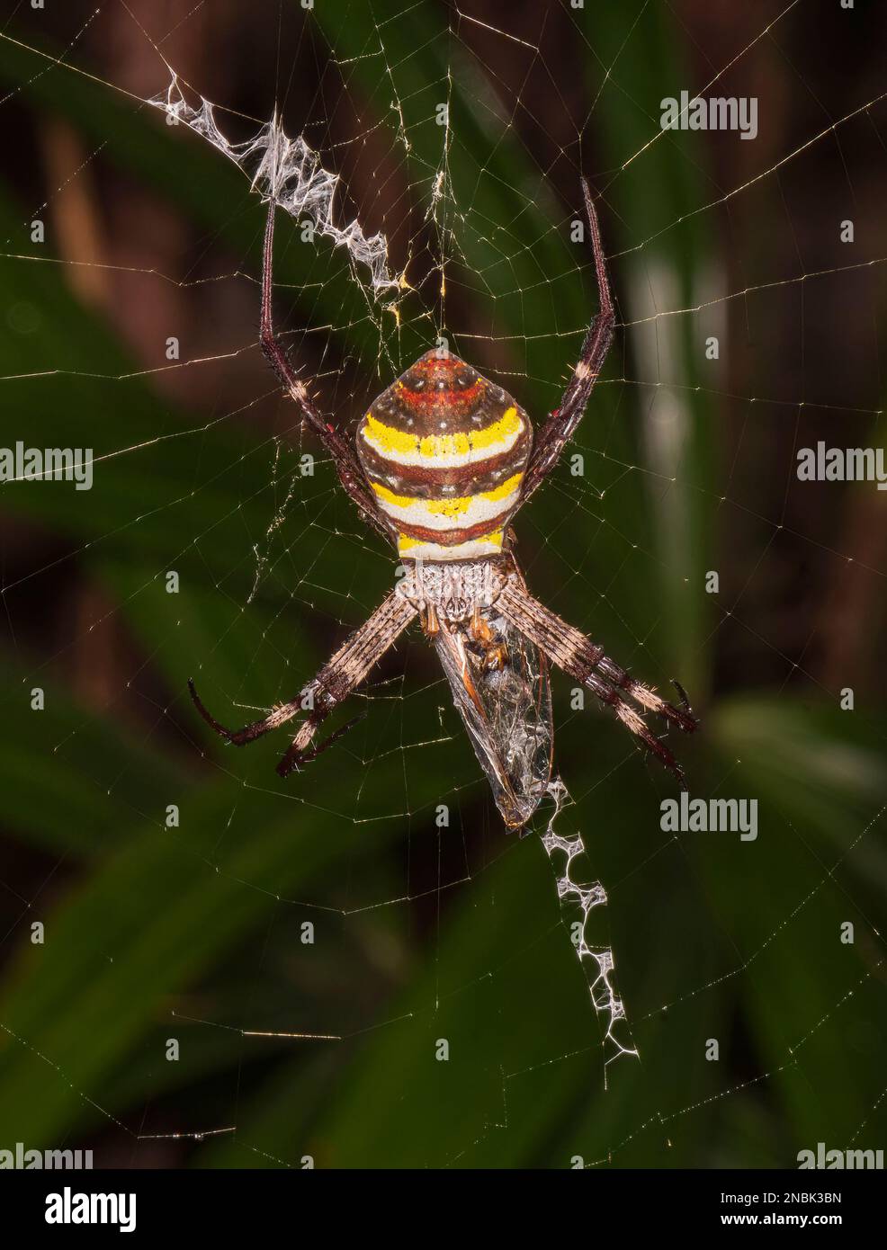Close-up of a St Andrew's Cross Spider with prey (Argiope keyserlingi ...