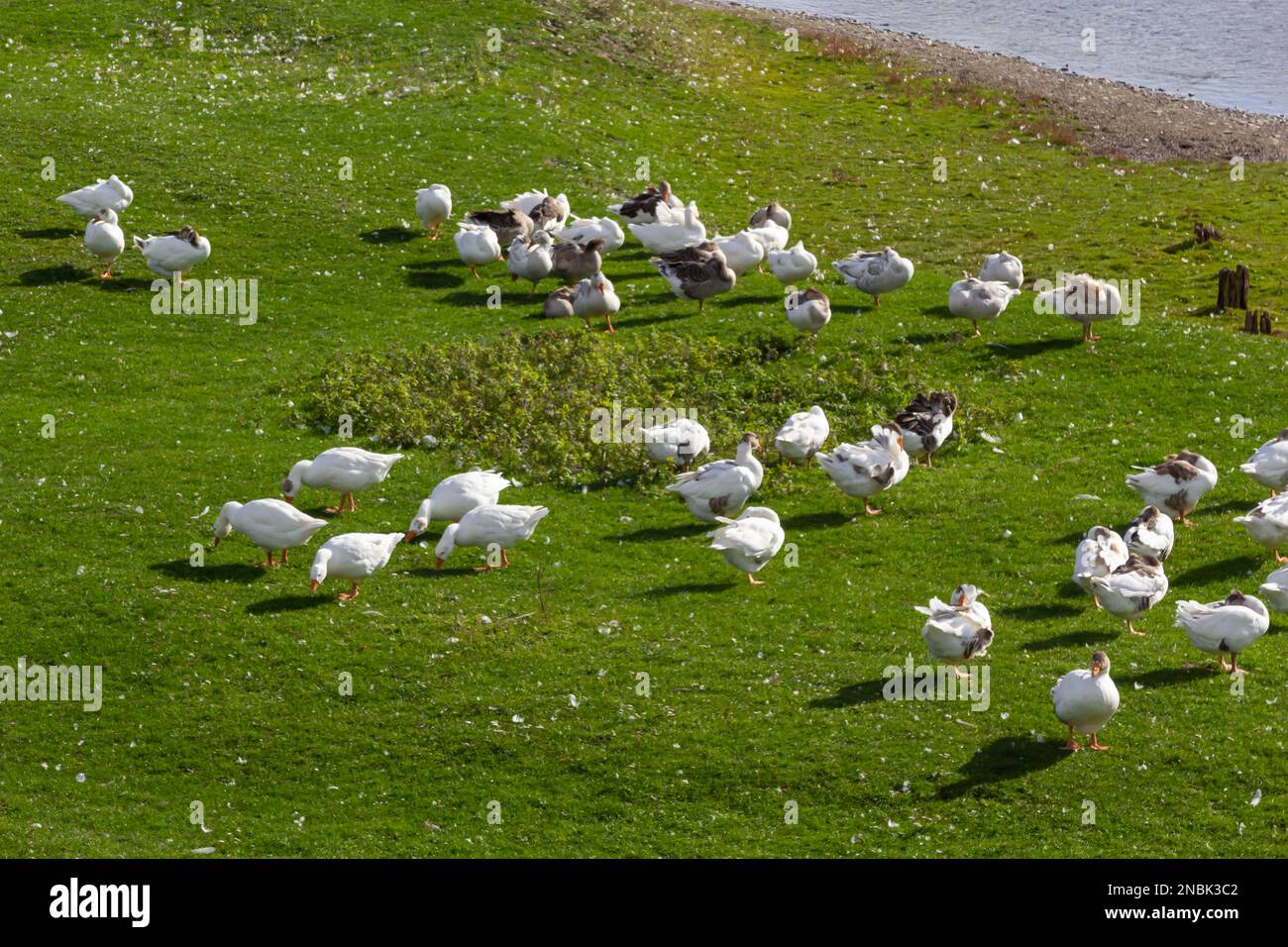 Gray Beautiful Geese In A Pasture In The Countryside Walk On The Green Grass Livestock Farm