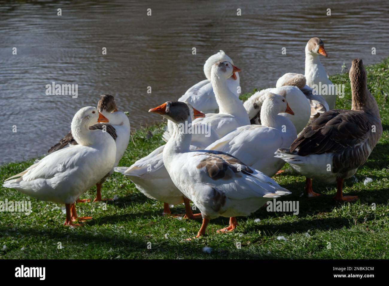 Domestic geese swim in the water. A flock of white beautiful geese in ...
