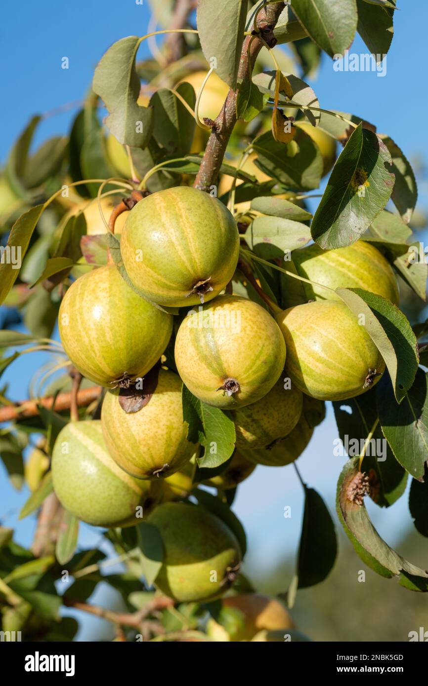 Skined hi-res stock photography and images - Alamy