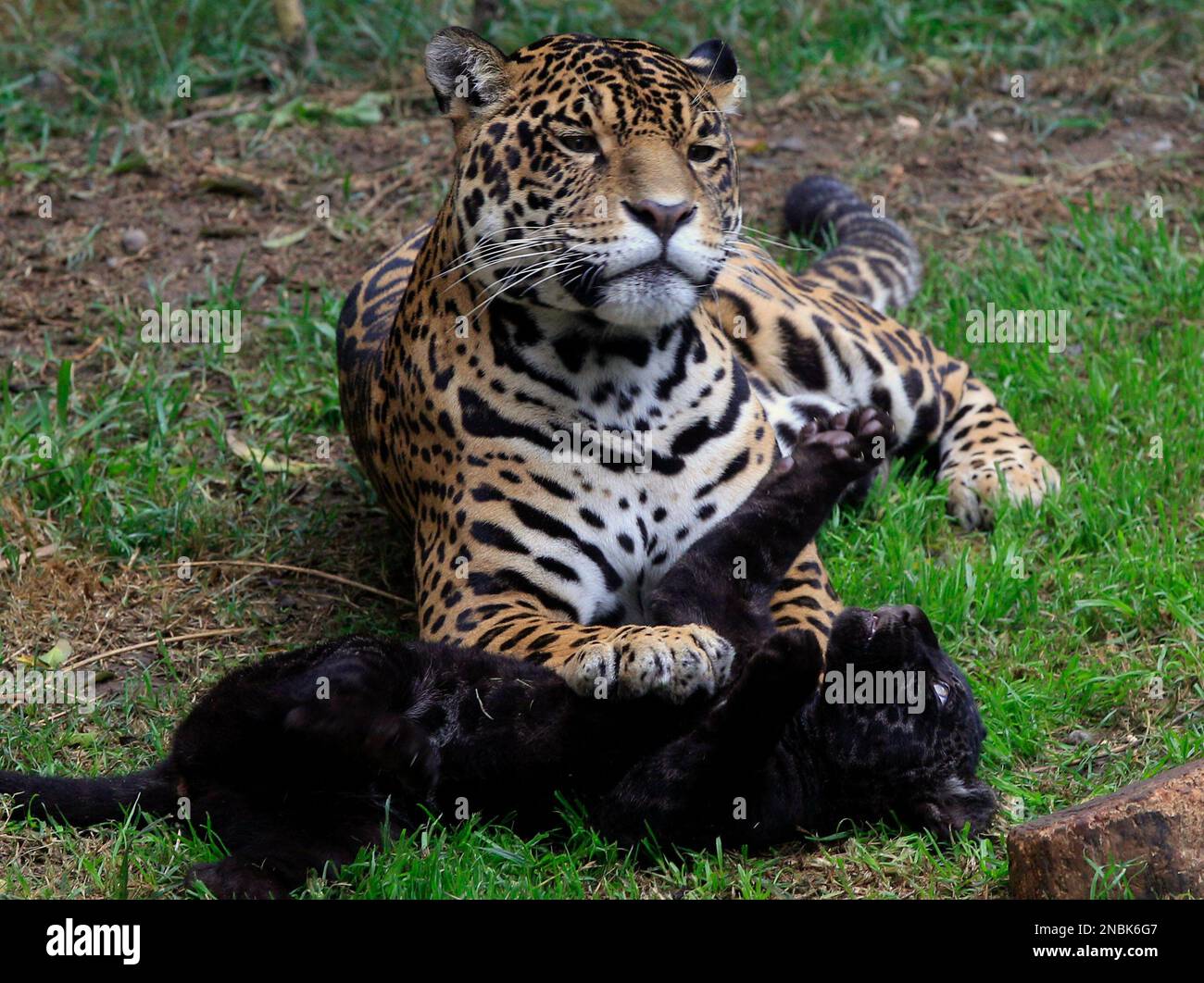 Jaguar Daniela plays with her six-week-old cub at the Parque de las ...