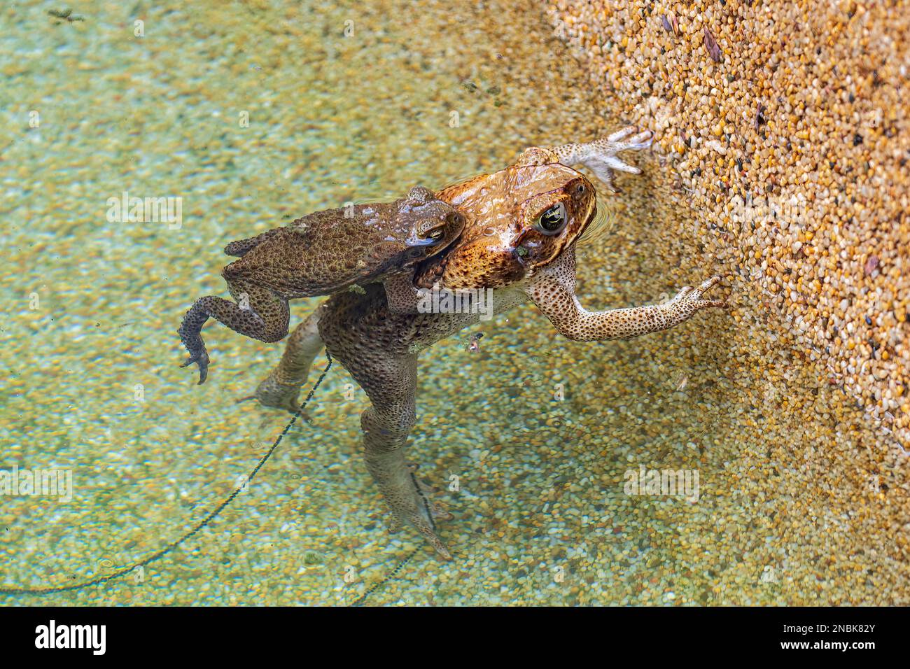 Two cane toads (Bufo Marinus) in amplexus with a string of spawn ...