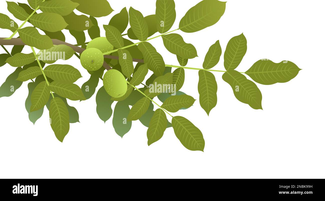 Tree branch Walnut with ripe fruits. Garden plant with edible harvest ...