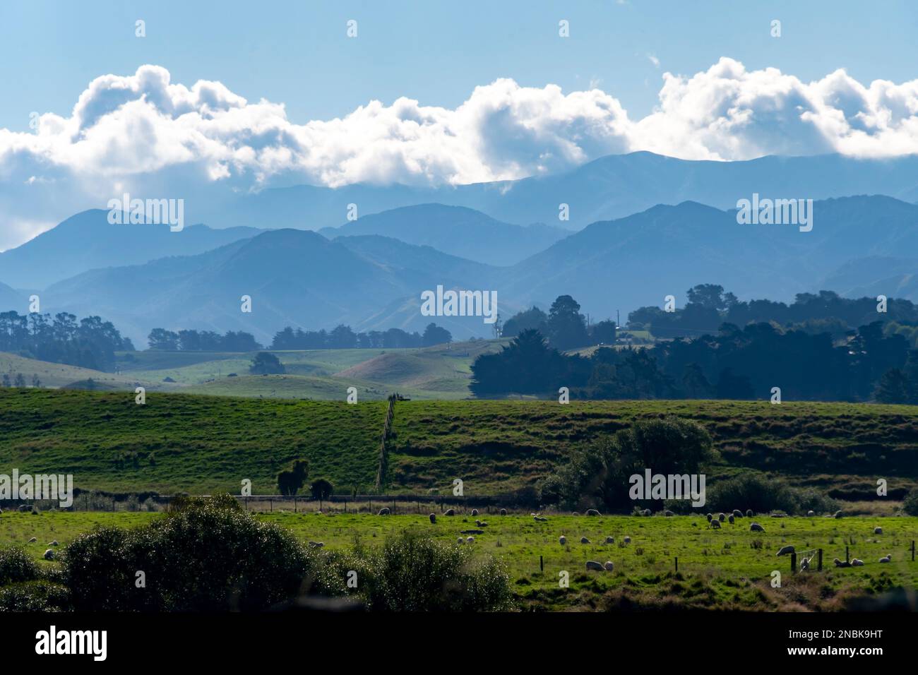 Takapau hi-res stock photography and images - Alamy