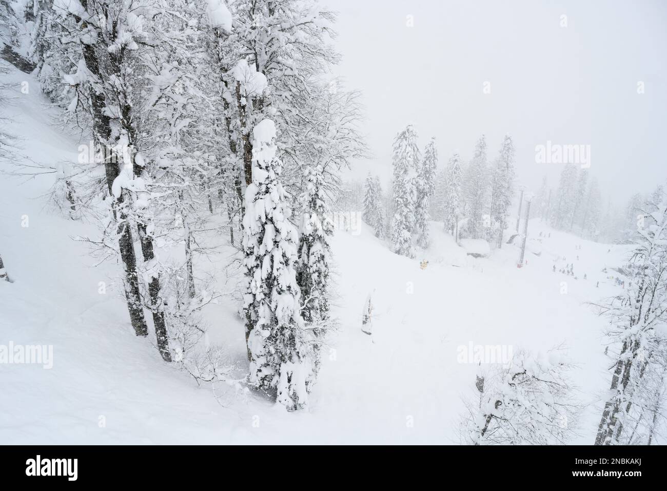 A ski track in the forest on a steep mountain slope in a snowstorm ...