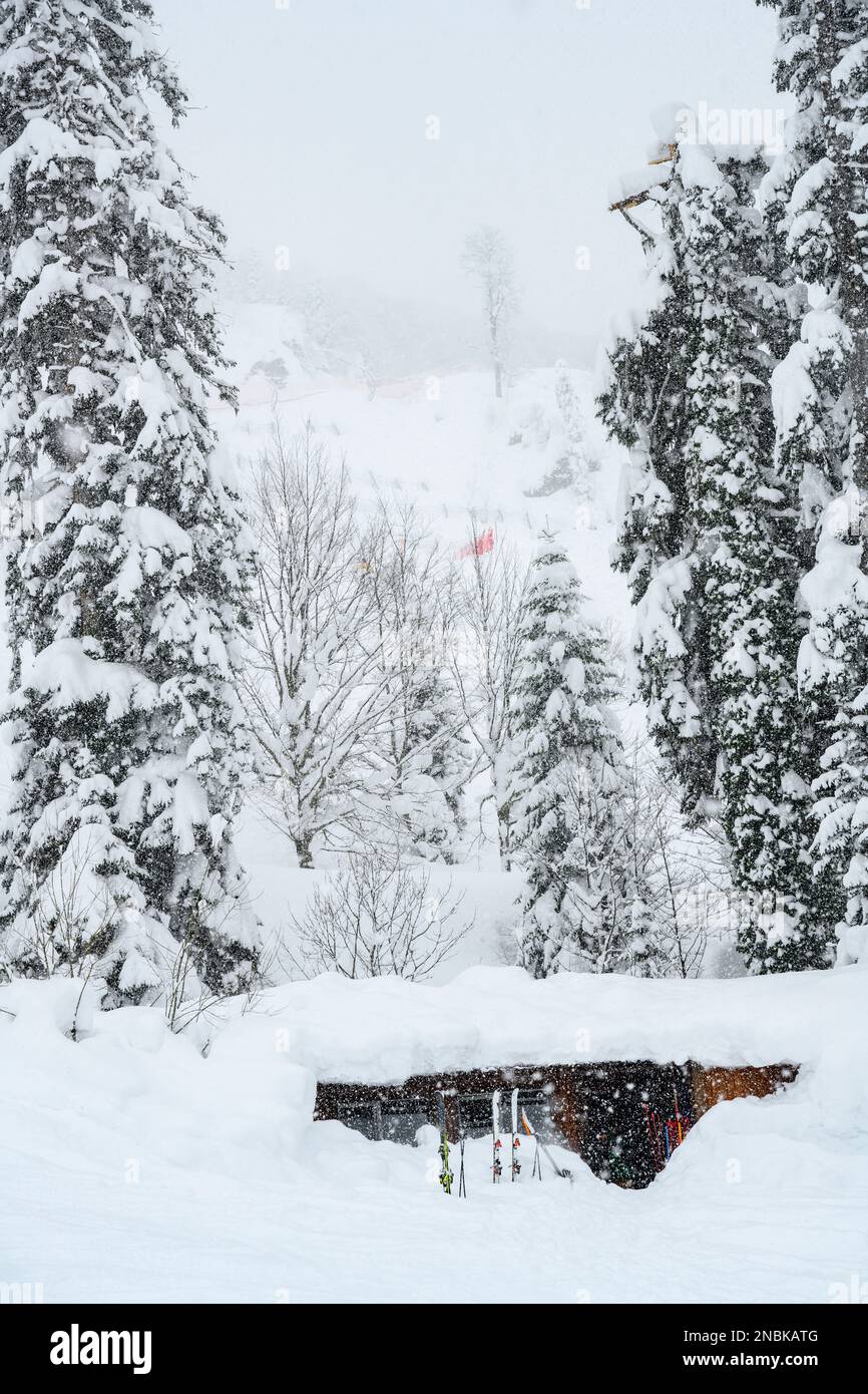 Tall spruce trees and a wooden hut covered with snow with mountain ski ...