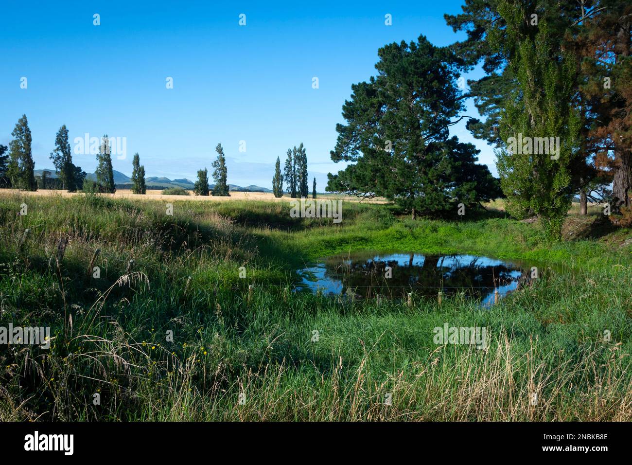 Pond in farmland, Takapau, Central Hawkes Bay, North Island, New ...