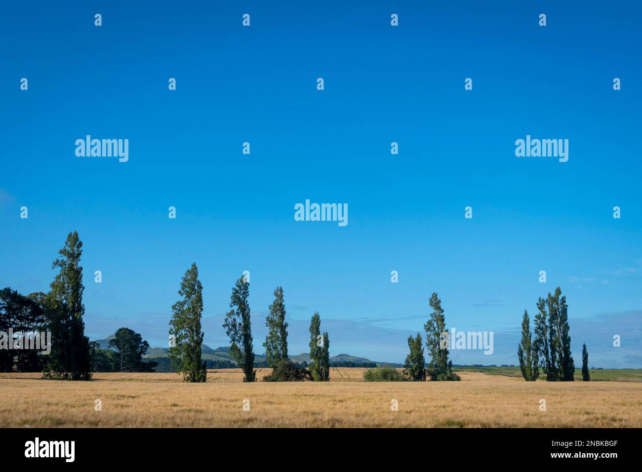 Takapau, Central Hawkes Bay, North Island, New Zealand Stock Photo - Alamy