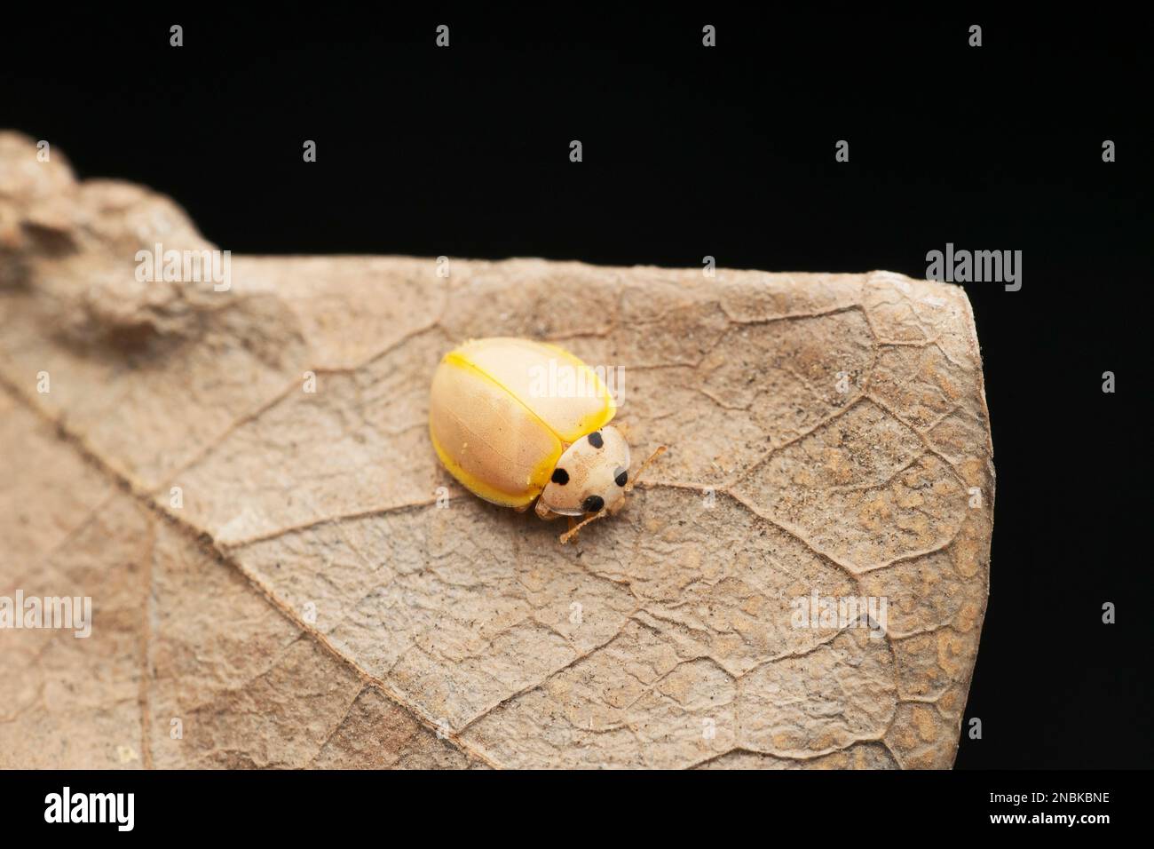 Yellow ladybug, Illeis cincta, Satara, Maharashtra, India Stock Photo ...