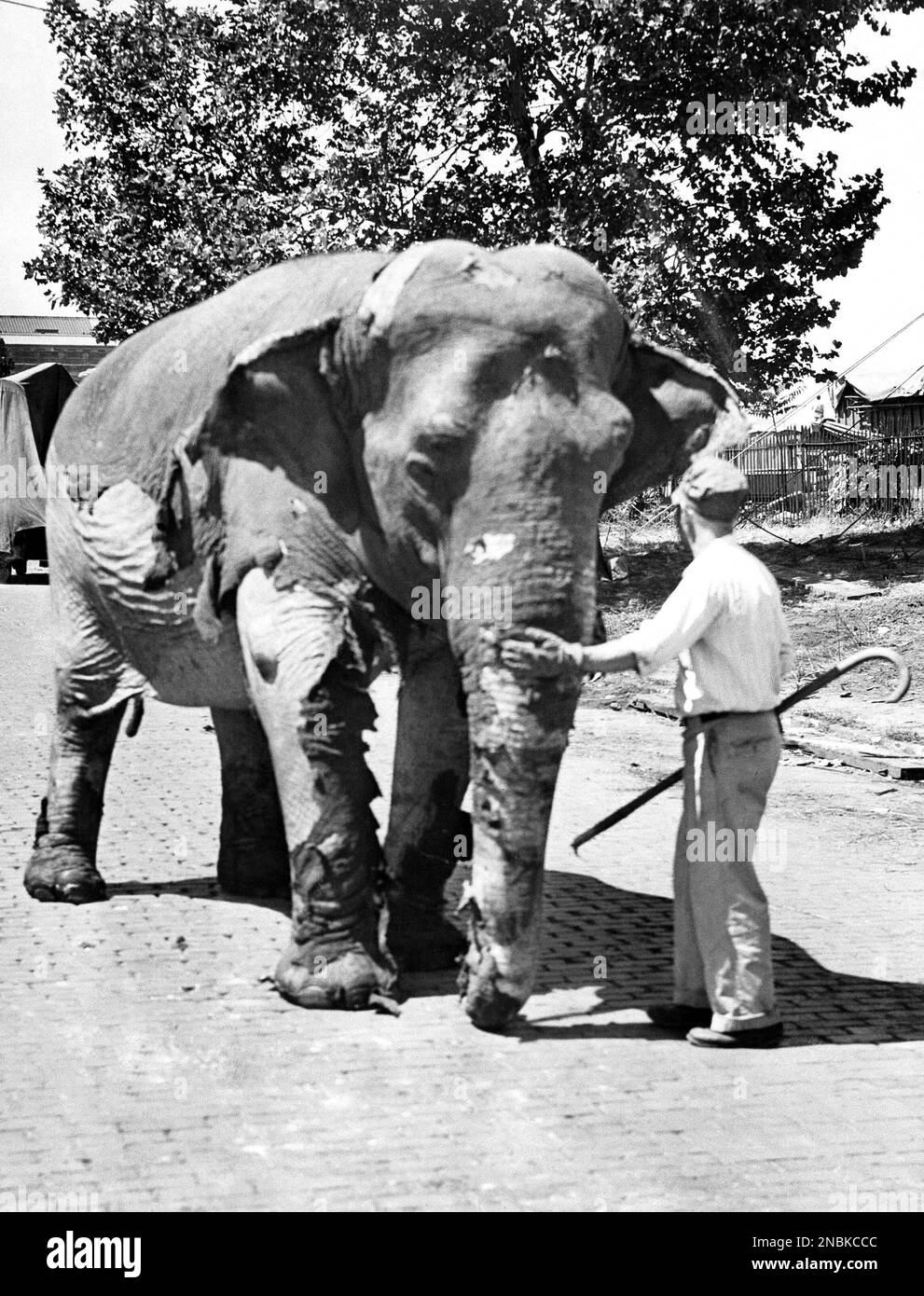 This elephant, severely burned in a tent fire which spread terror among ...