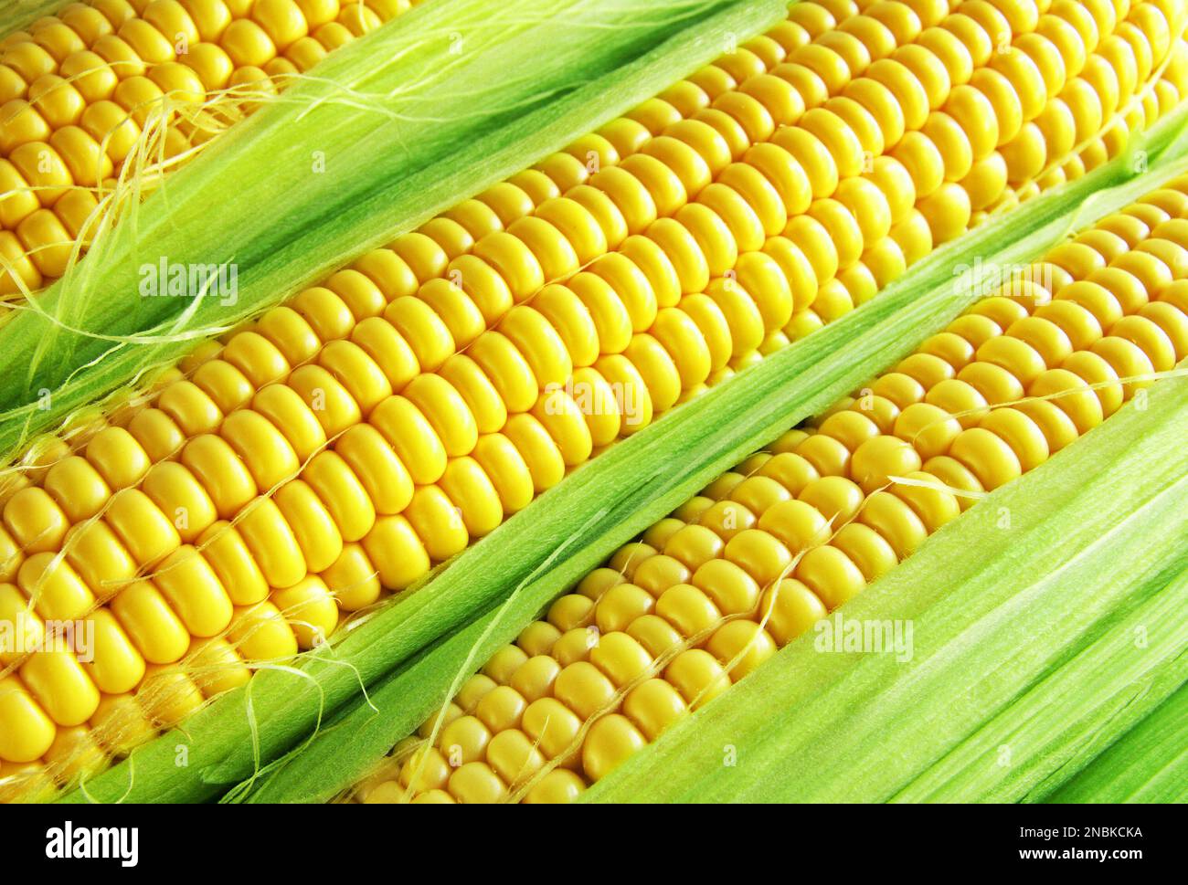 Ripe picked corn on the cob Stock Photo - Alamy