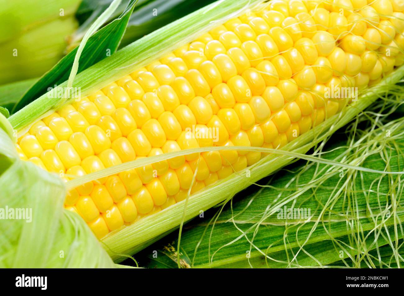 Ripe picked corn on the cob Stock Photo - Alamy