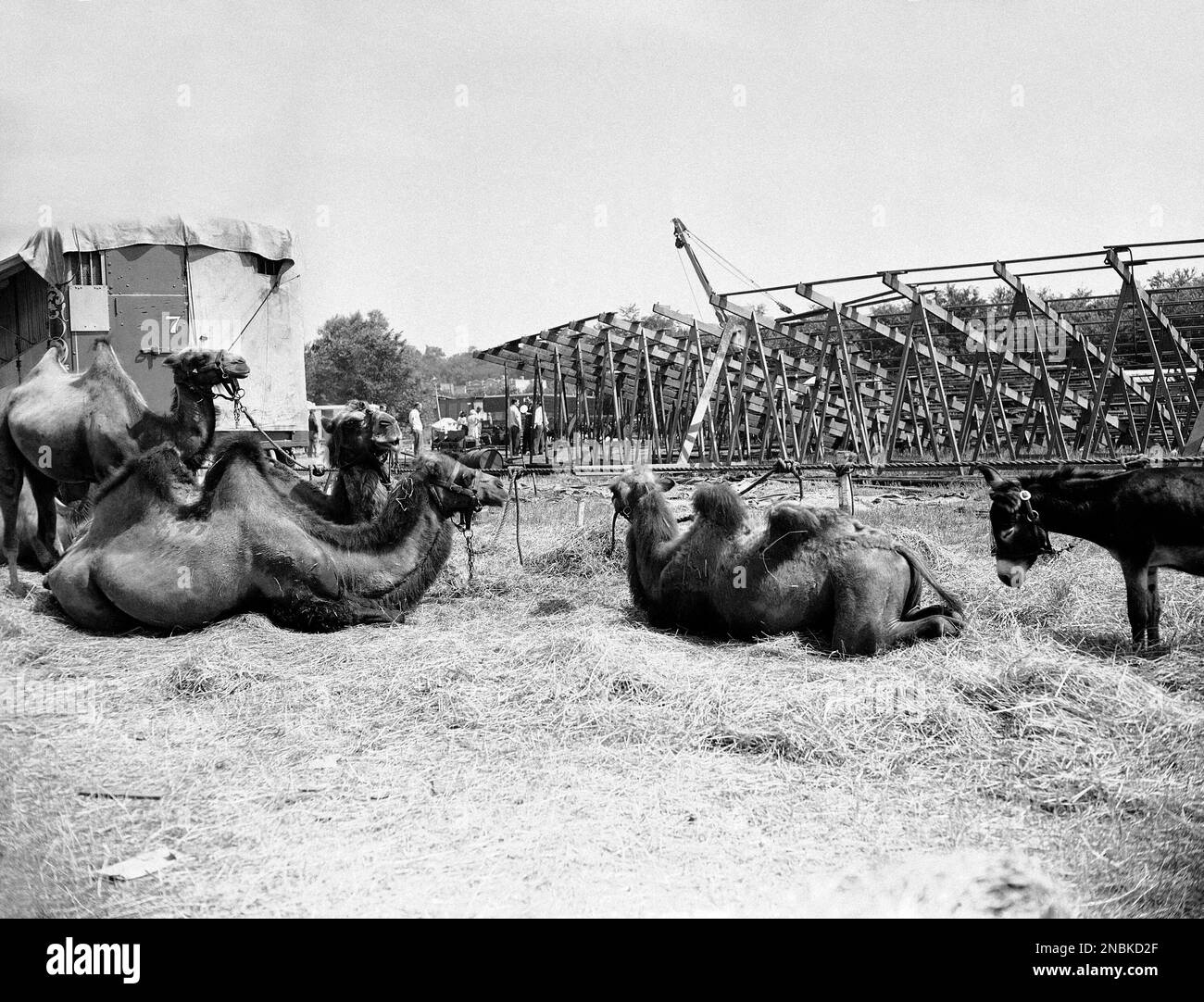 Camels rest near the stands at the Barnum and Bailey Circus, a day ...