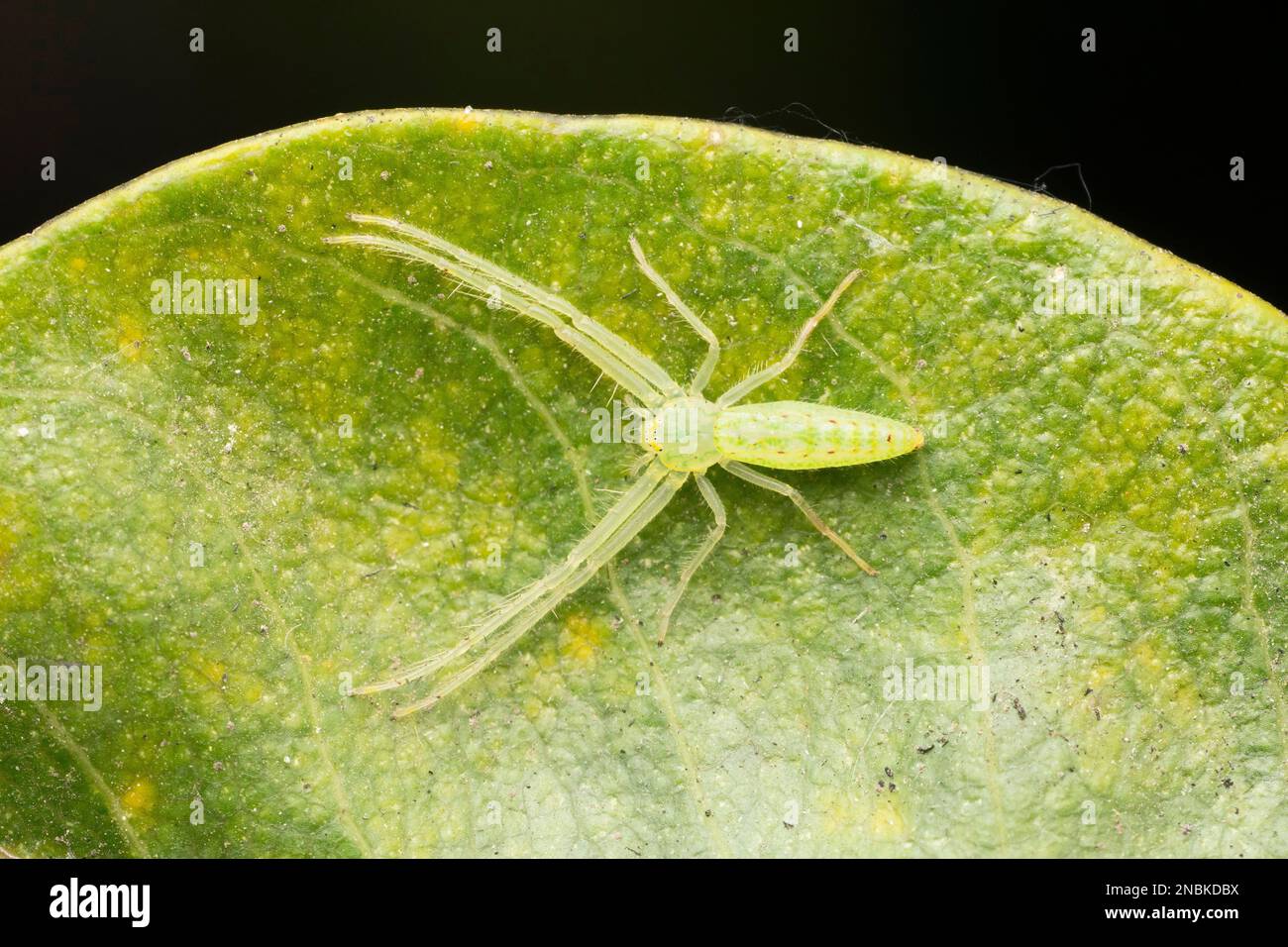 Tropical green leaf crab spider, Oxytate striatipes, Satara ...