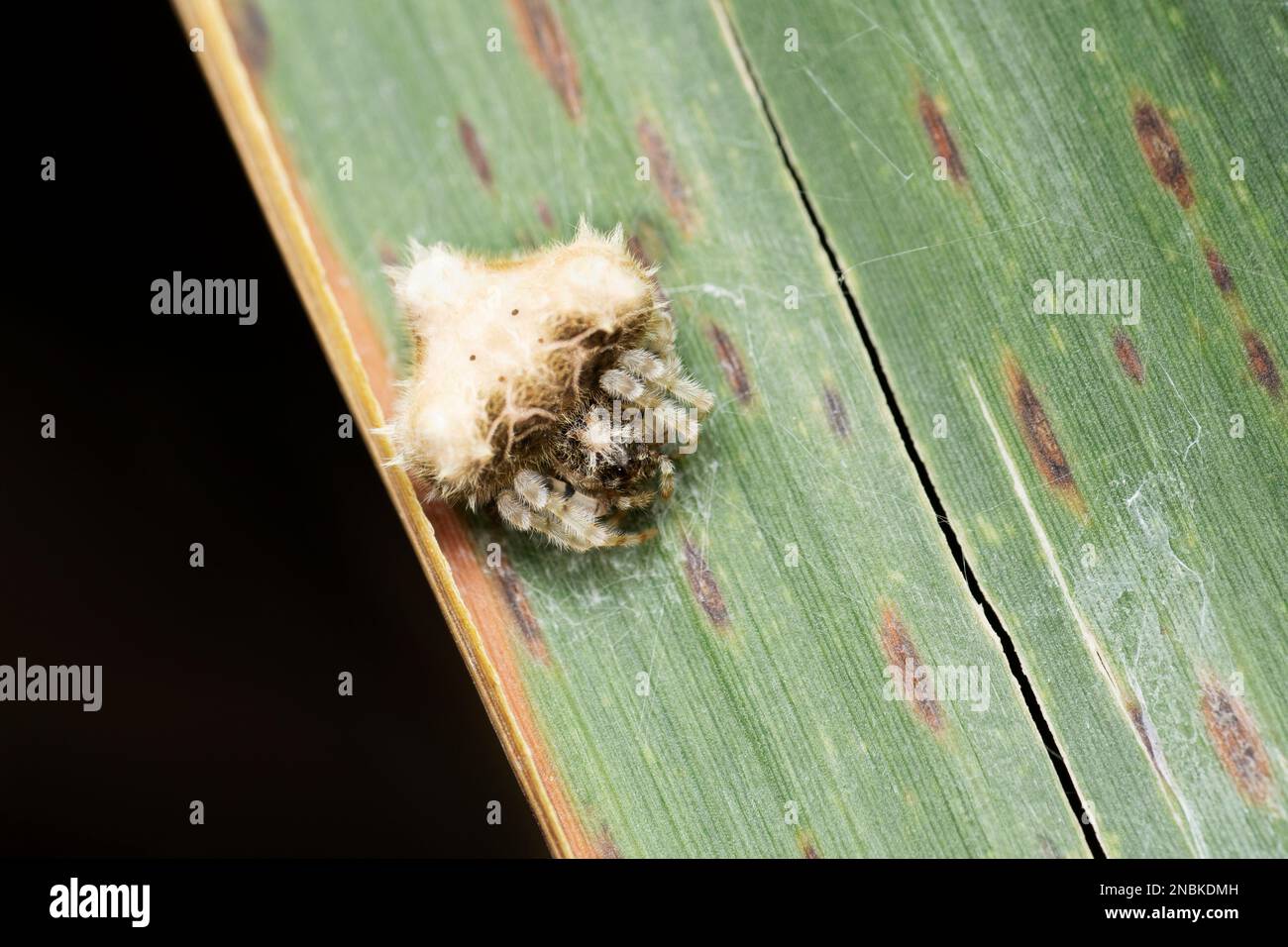 Bolas spider eyes, Ordgarius magnificus Satara, Maharashtra, India ...