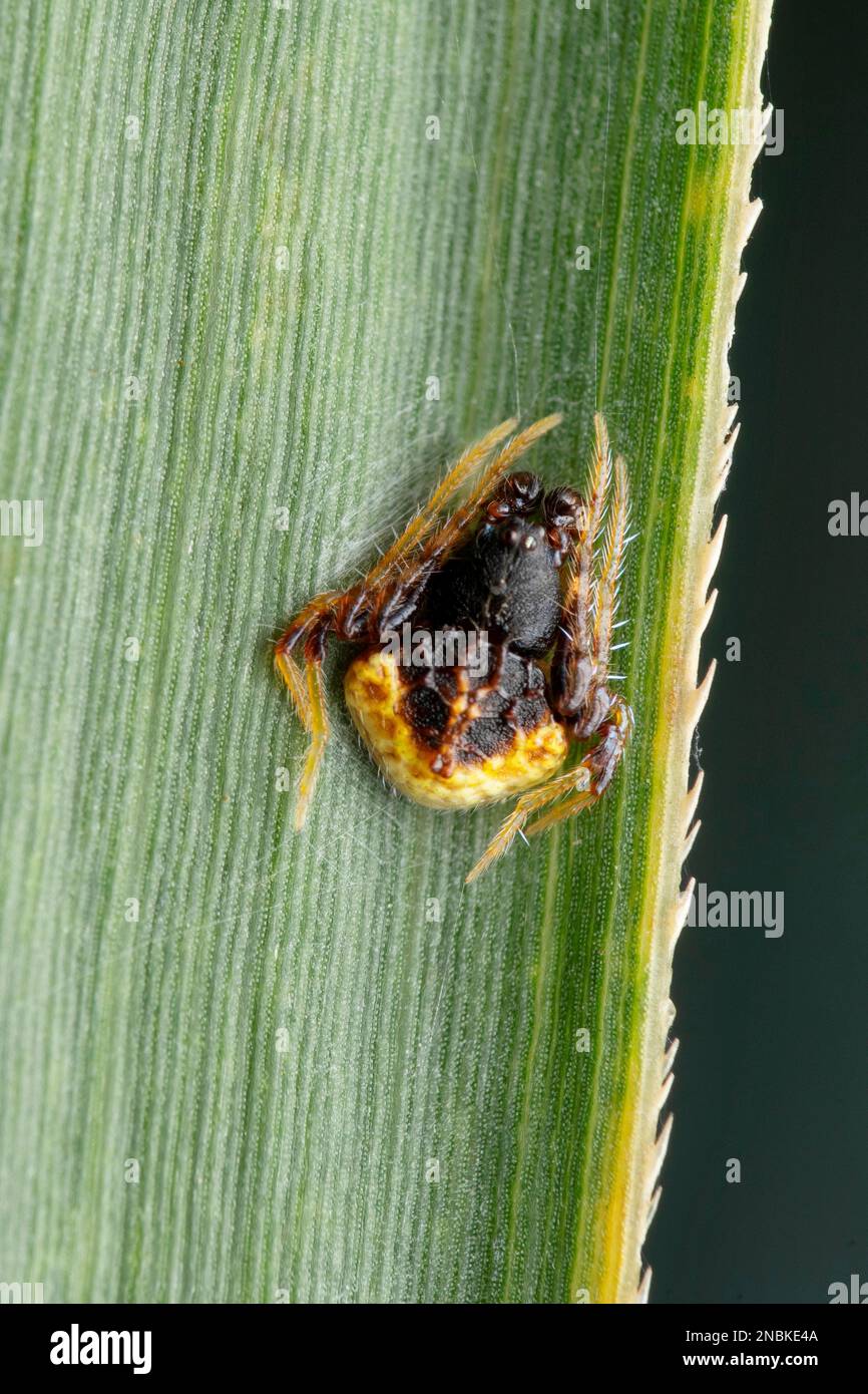 Male bird dung mimic spider, Pasilobus kothigarus, Satara, Maharashtra ...