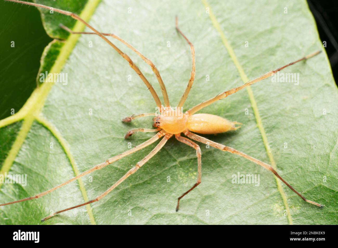 Long legged tree spider, Clubiona drassodes, Satara, Maharashtra, India ...