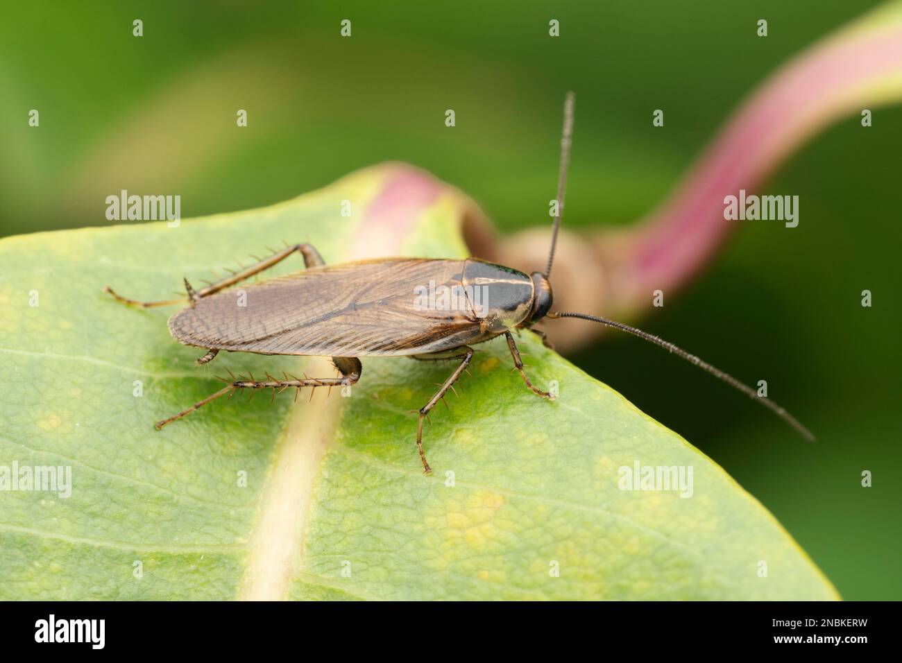 Wild german cockroach, Blatella germanica, Satara, Maharashtra, India ...