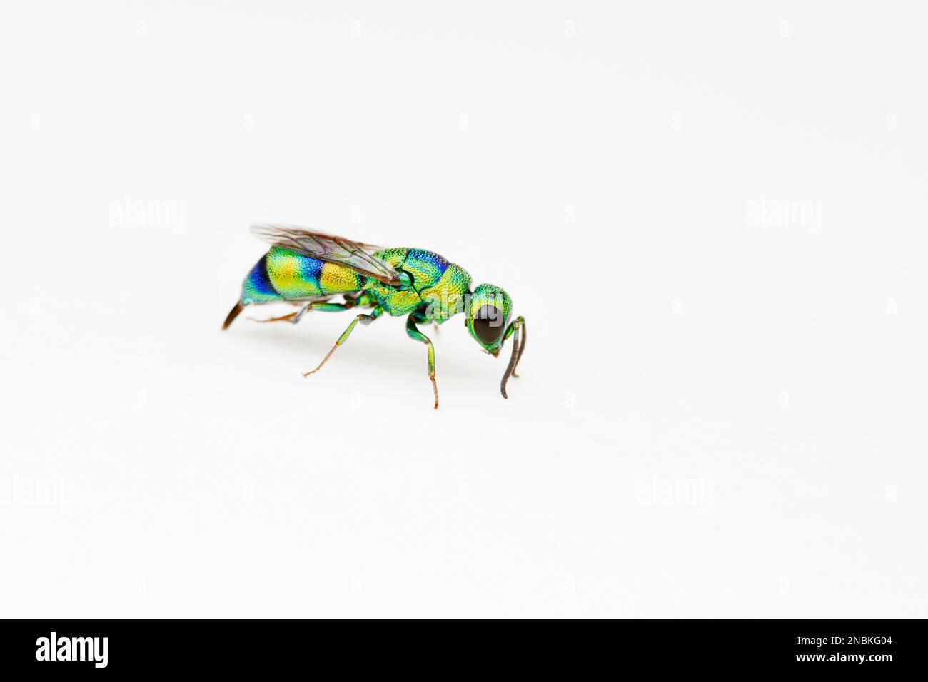 Chrysididae hi-res stock photography and images - Alamy