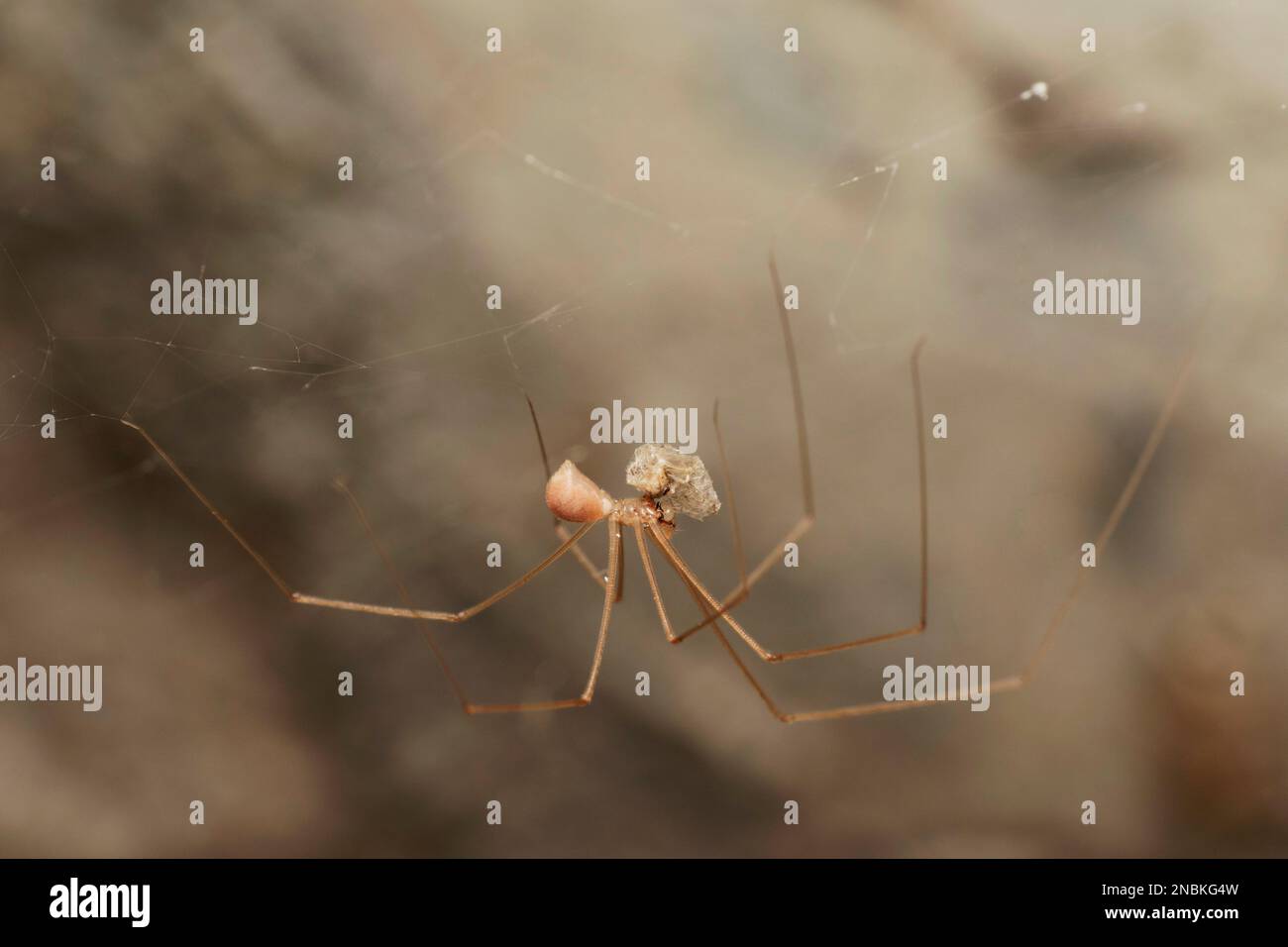 Laeral of daddy long legged spider, Pholcus phalangioides, Pune ...