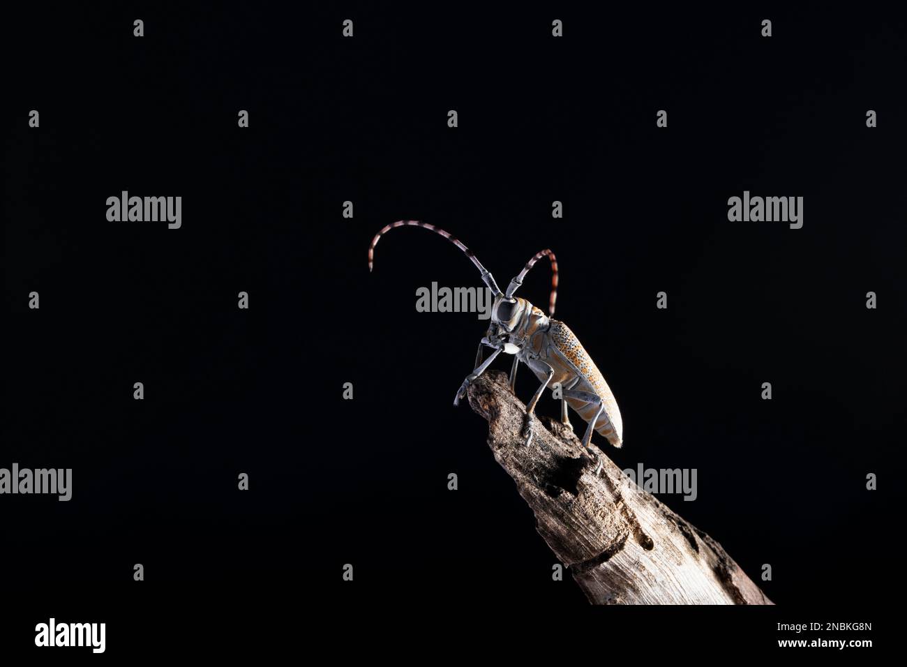 Mango stem borer, Batocera rufomaculata, Pune, Maharashtra, India Stock ...