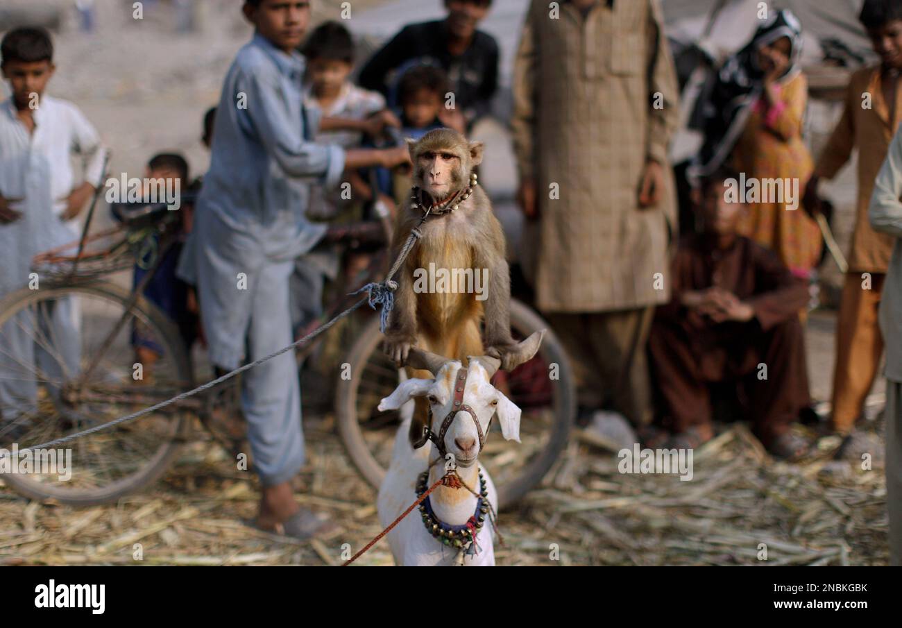 Pakistanis look at a trained monkey standing on a goat, in Lahore ...