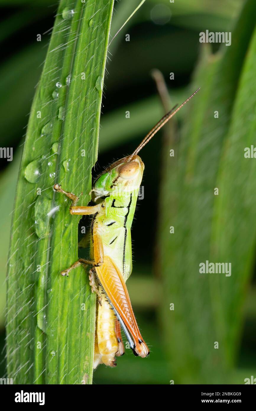 Green grasshopper feeding, Oxya yezoensis, Pune, Maharashtra, India ...