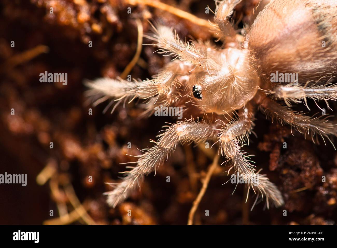 Baby Tarantulas
