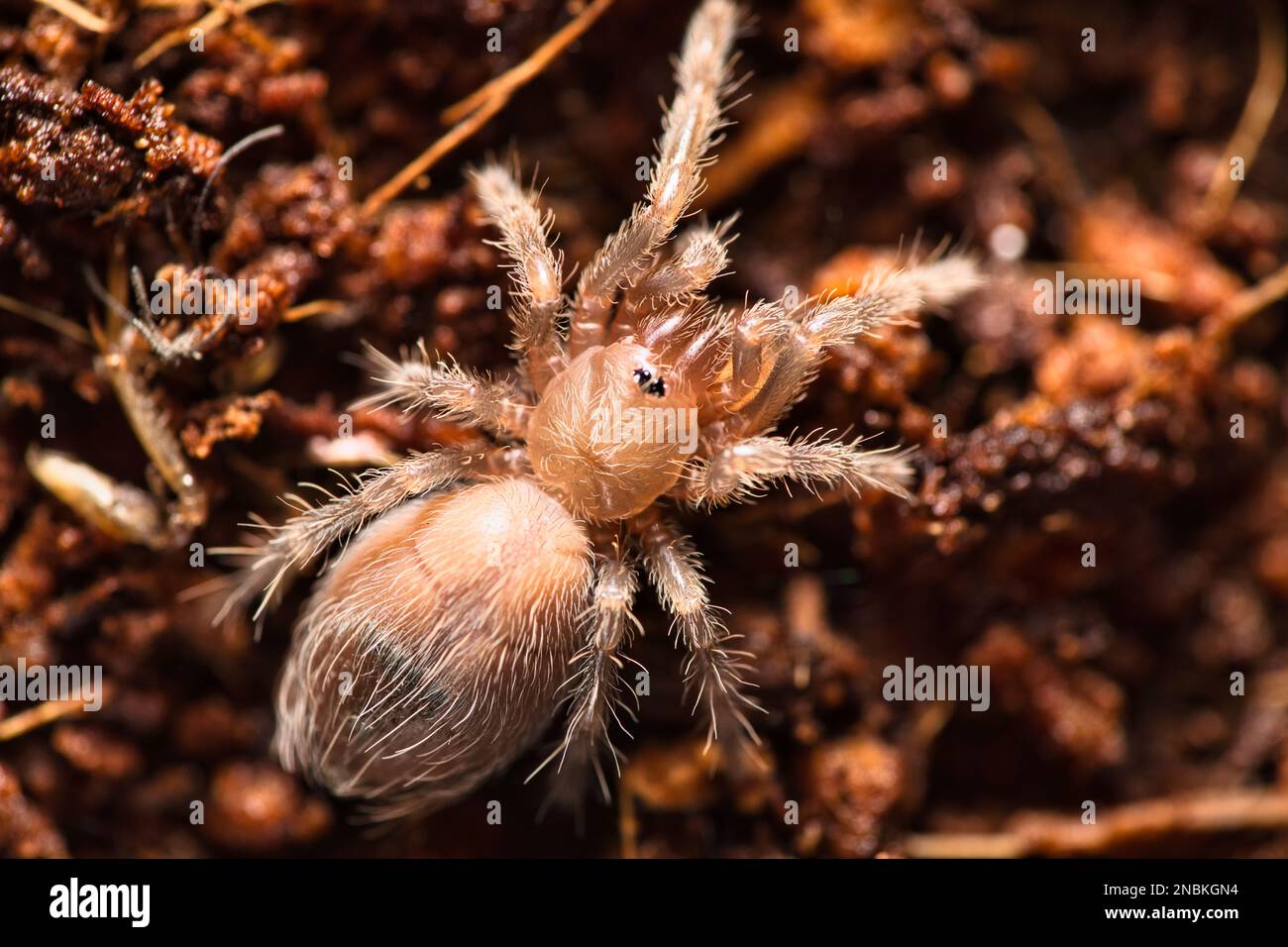 A baby tarantula in its habitat Stock Photo - Alamy