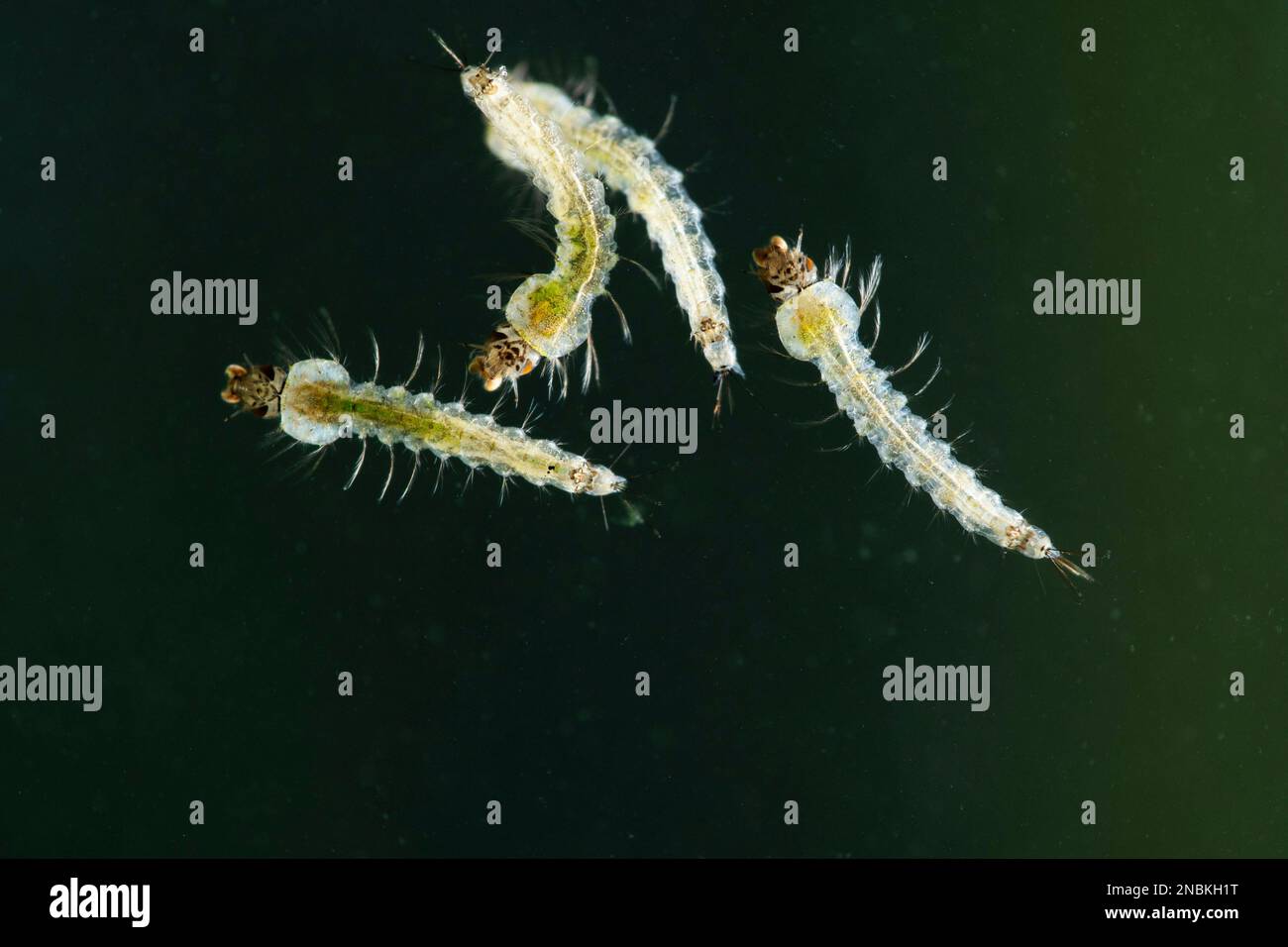 Larvae of Yellow fever mosquitoe, Haemagogus leucocelaenus, satara ...