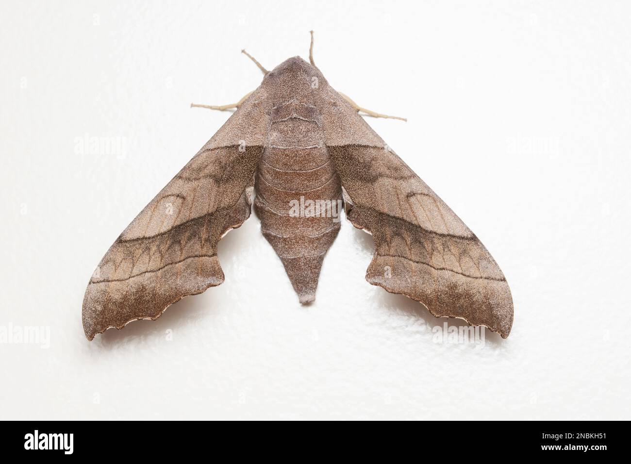 Marumba Hawk Moth, Marumba dyas, Satara, Maharashtra, India Stock Photo ...