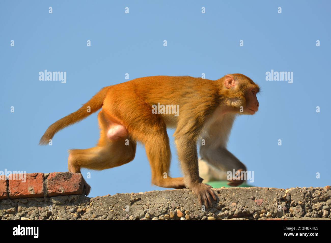 Indian urban monkey always like roof top as their path way Stock Photo ...