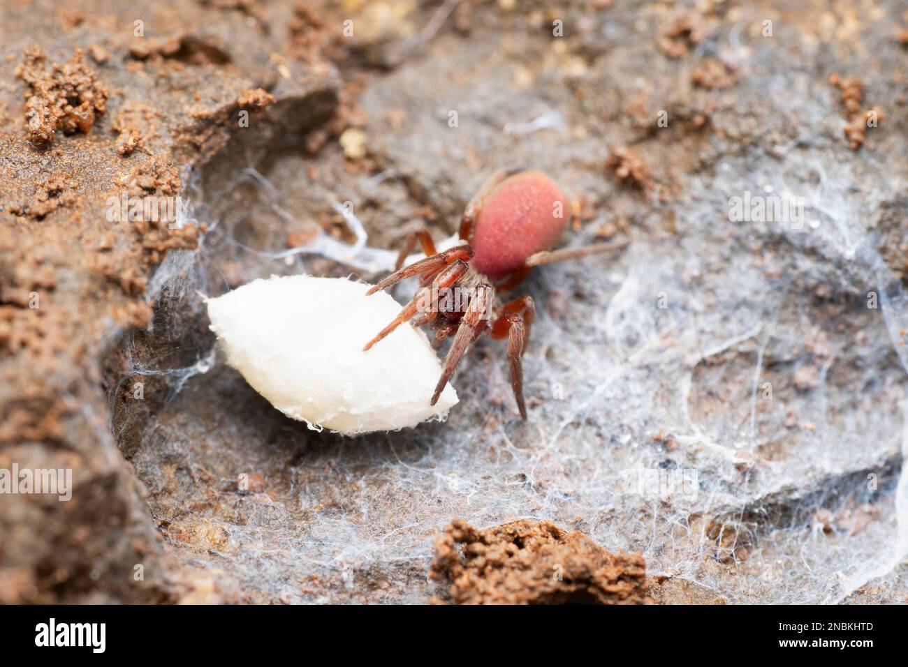 Red spider , Stereochilus hirtus, Satara, Maharashtra, India Stock ...
