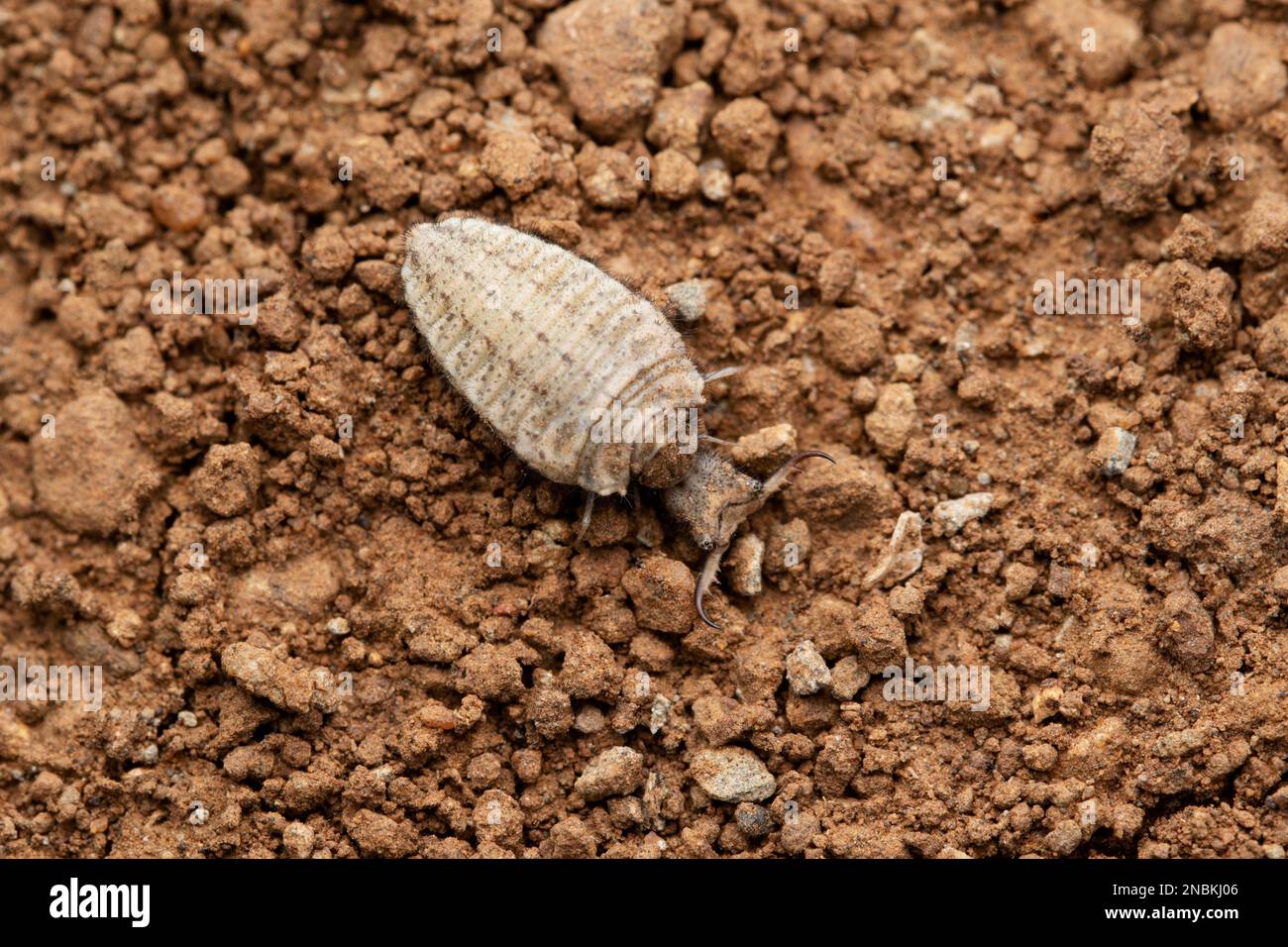 Antlion grub, Myrmeleon formicarius, Satara, Maharashtra, India Stock ...
