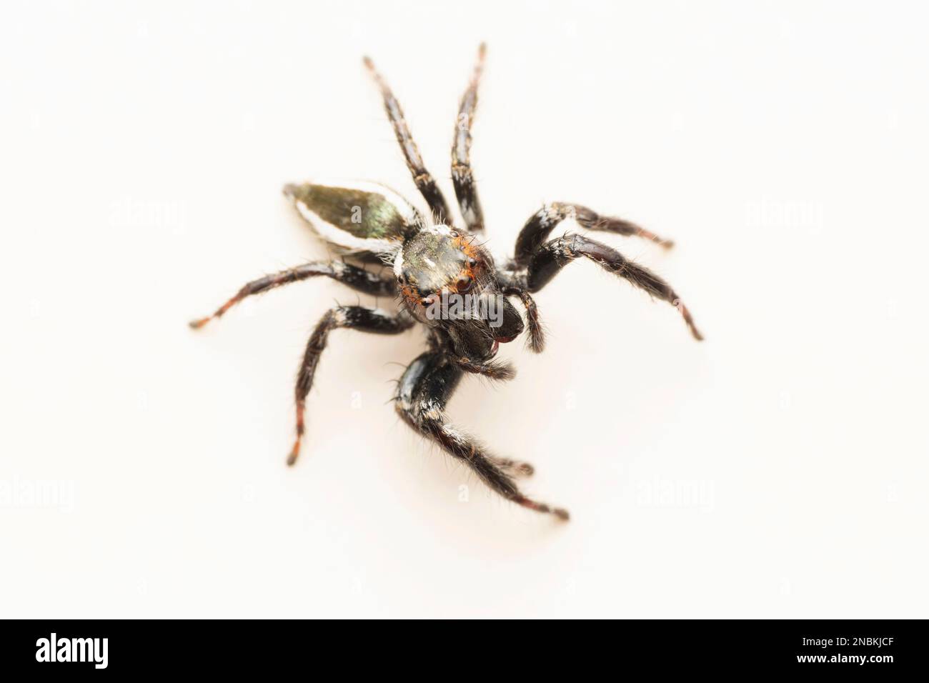 Jumping spider Dorsal , Carhottus viddus, Satara, Maharashtra, India ...