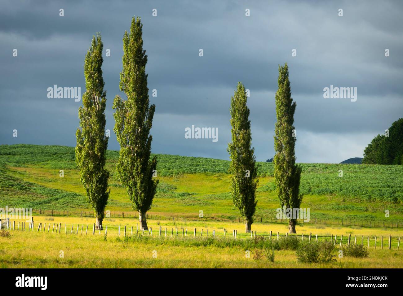 Group of poplar trees in field, with storm clouds behind, Takapau ...