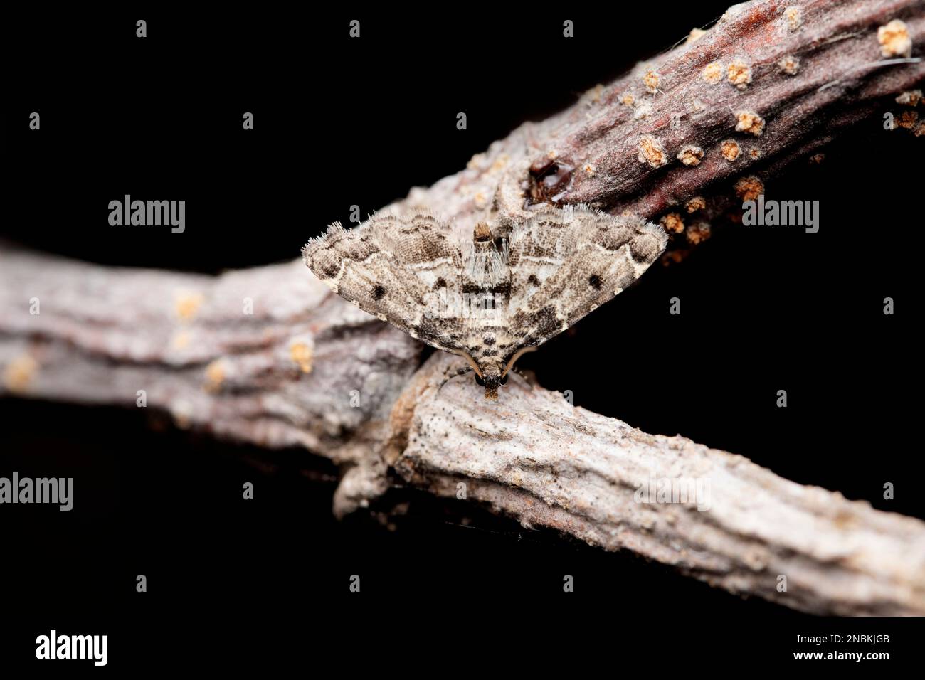 Diurnal and nocturnal moth hi-res stock photography and images - Alamy