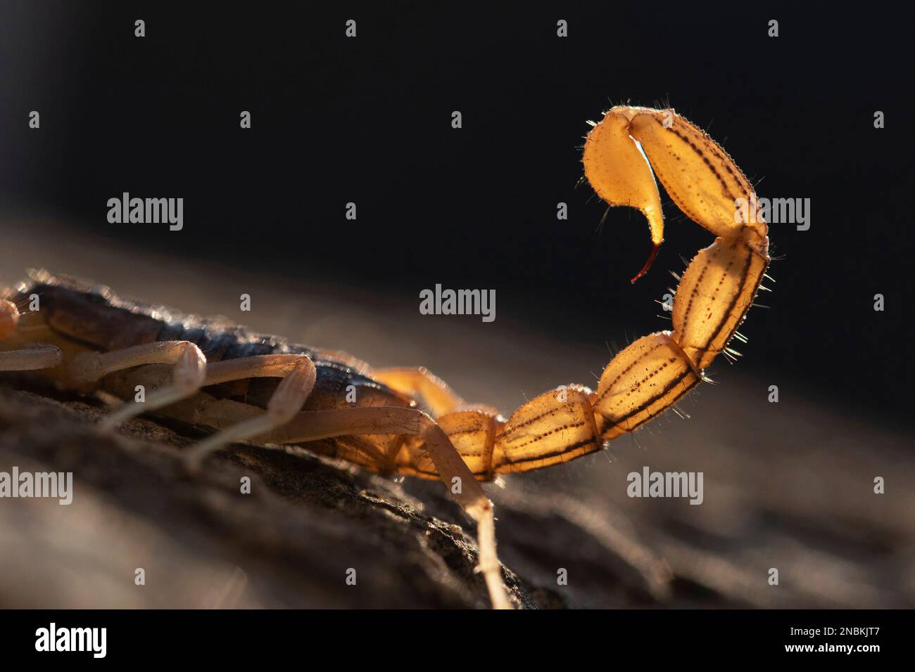 Venomous tail closeup of Indian Red Scorpion, Hottentota tamulus ...