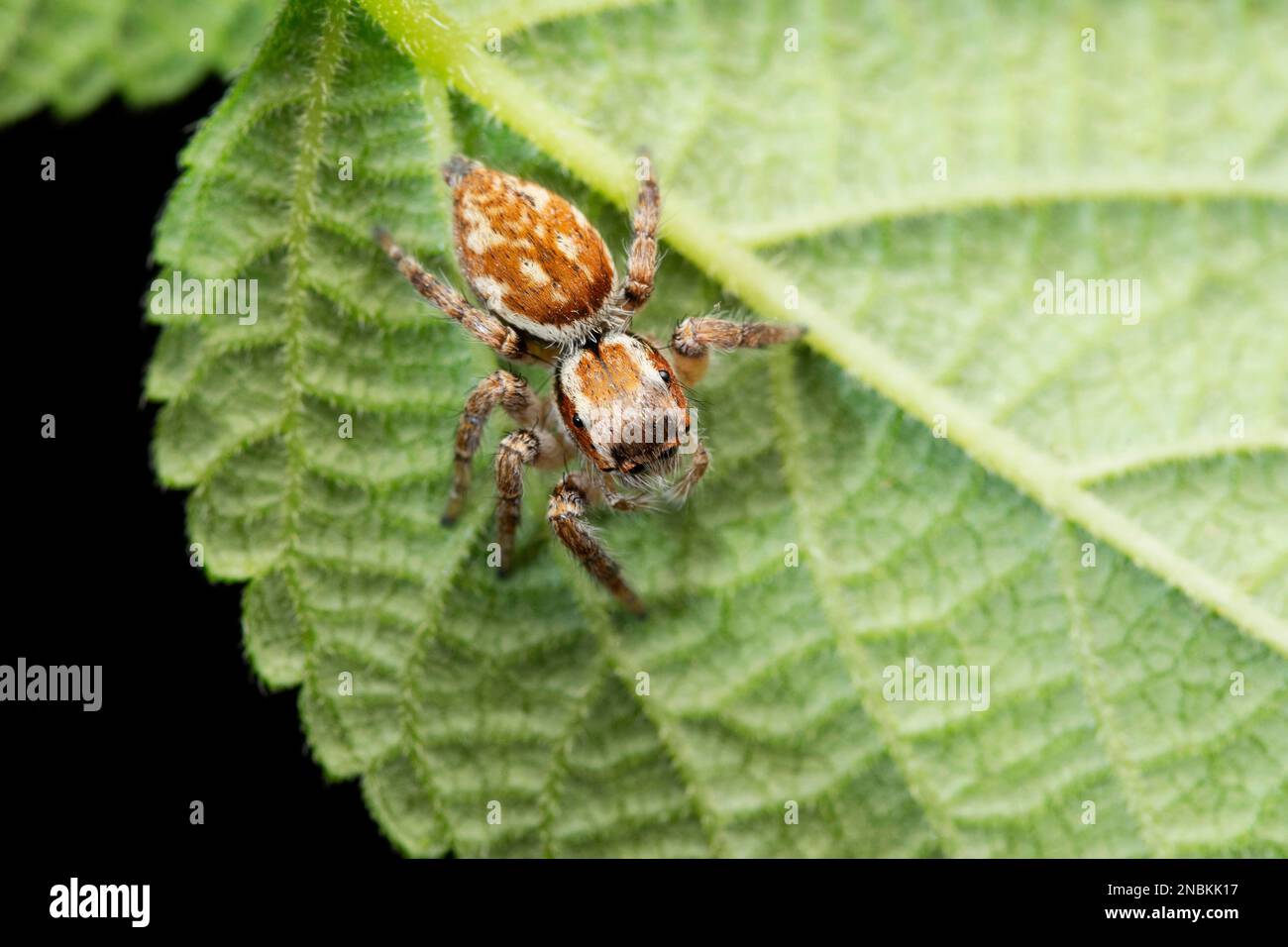 Jumping spider, Carhottus viddus, Satara, Maharashtra, India Stock ...