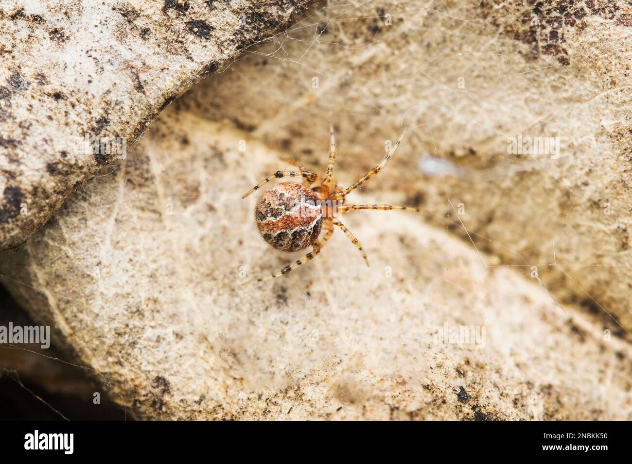 Comb footed spider, Phylloneta sisyphia, Satara, Maharashtra, India ...