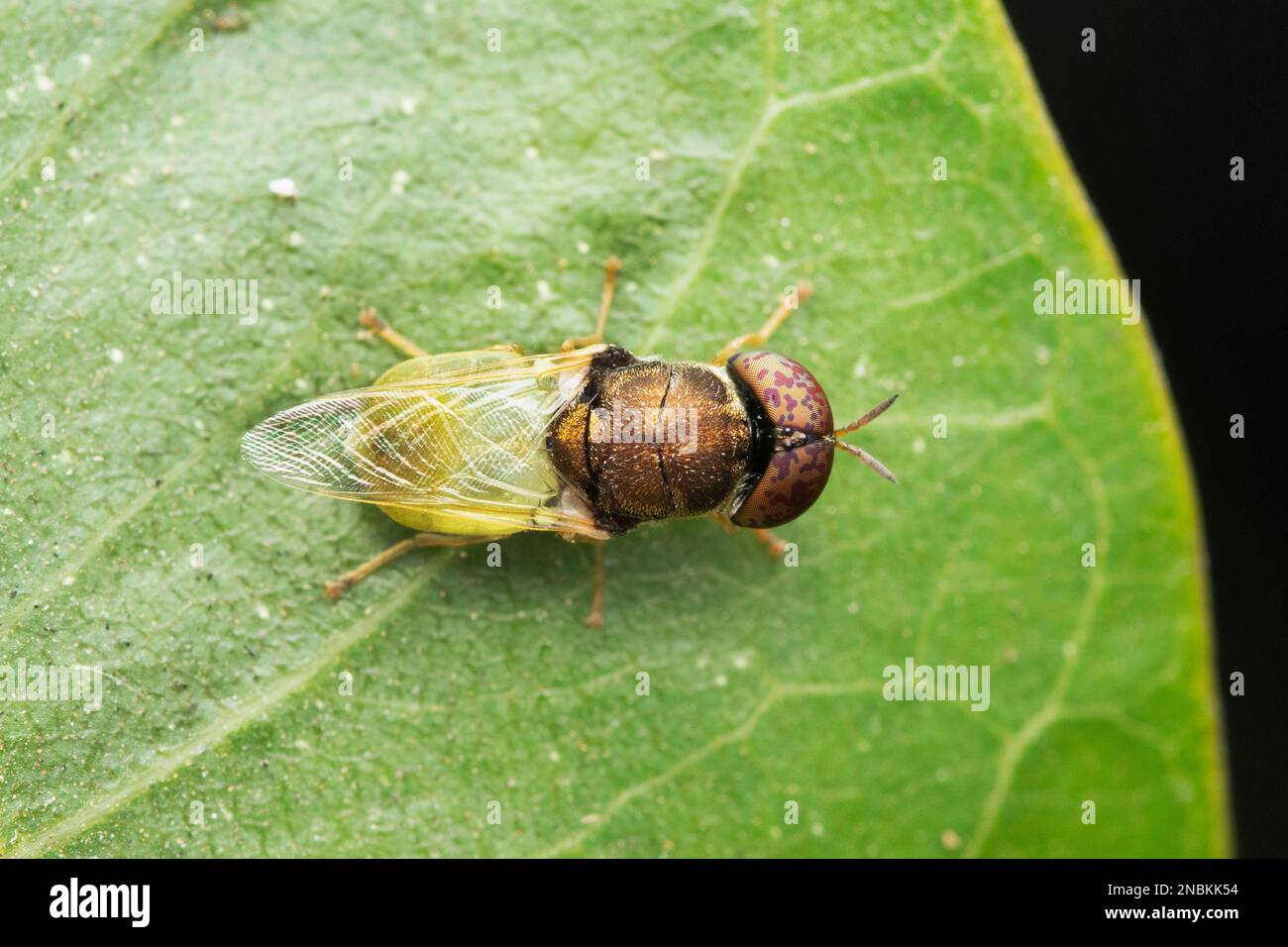 Common green colonel fly, Oplodontha viridula, Satara, Maharashtra ...