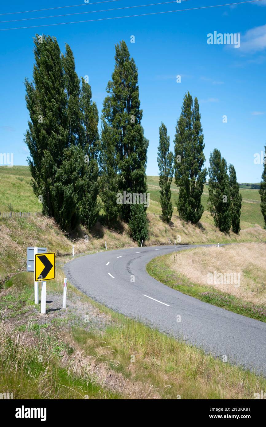 Curve on country road leading to a row of poplar trees Lindsay Road ...