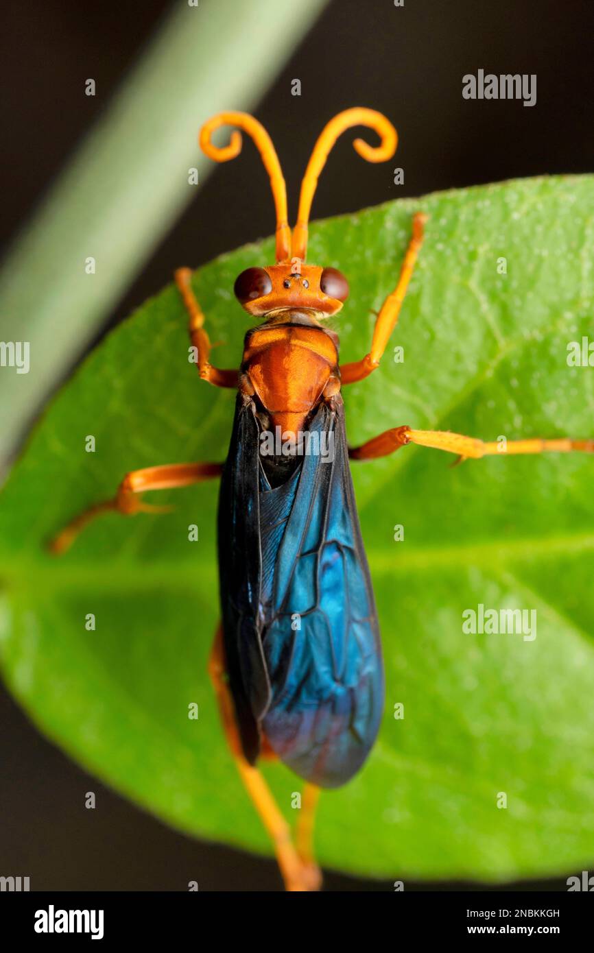 Spider hunter wasp, Tachypompilus ferrugineus, Satara, Maharashtra ...